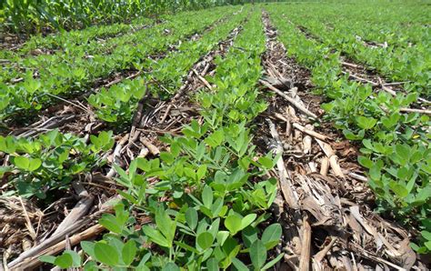 Minimum Tillage Systems — Hive