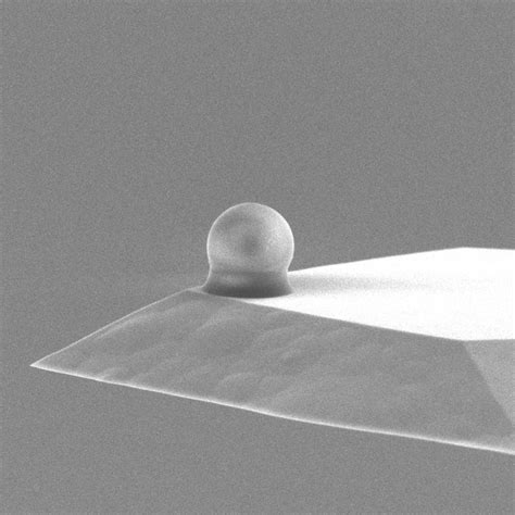 Sqube Cp Cont Bsg Colloidal Afm Probes