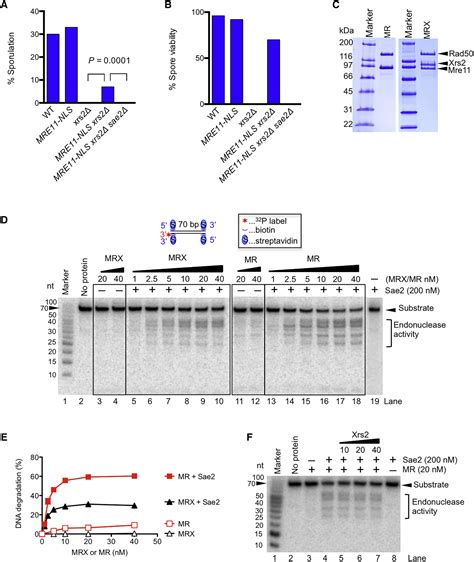 Xrs2 Dependent And Independent Functions Of The Mre11 Rad50 Complex