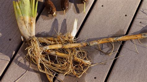 Cat Tail Plant Root