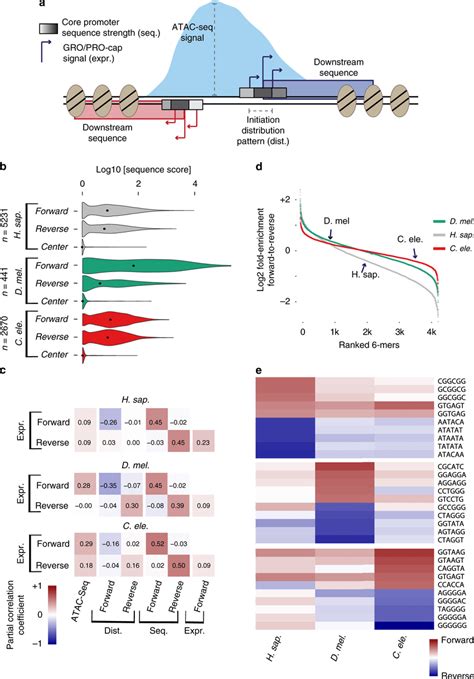 Asymmetric Sequence Features Contribute To Variation Of Transcription