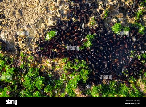 Colony Of Mussels Edible Bivalve Molluscs On Underwater Rocks Visible