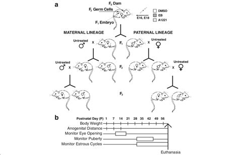 A The Transgenerational Experimental Design And Breeding Strategy Of Download Scientific