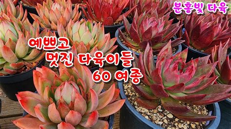 17 판매영상 색감 예쁘고 멋진 다육이들 60여종 Youtube