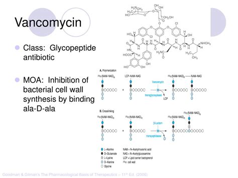 Ppt Vancomycin Powerpoint Presentation Id 523486