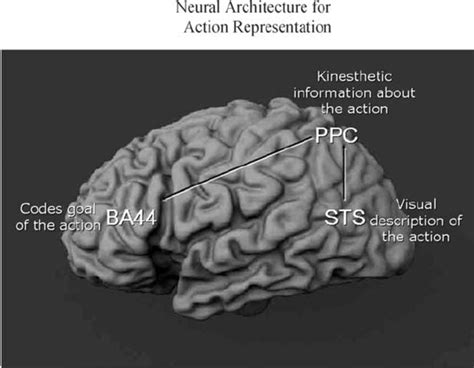 a section of some of the neuronal pathways important for action