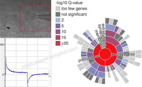 Larry Rodriguez Phd On Linkedin Unbelievable Patch Clamp Proteomics Results Over 2000 Protein