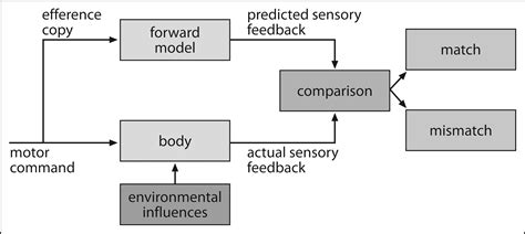 Frontiers Prediction Cognition And The Brain Human Neuroscience