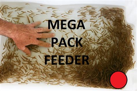 Feeder Fish Mega Pack Gudgeons X200 Hookd On Fish Aquarium