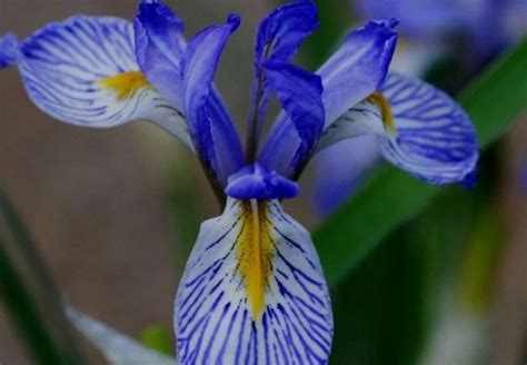 The Iris Flower Meaning A Guide To Its Symbolism And Significance Solano Garden