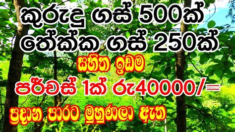 කුරුදු ගස් 500ක් තේක්ක ගස්250ක් සහිත පර්චස්249ක් ඉඩම විකිණීමට දුටුනොදුටු ලෝකය Youtube