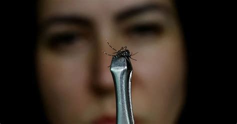 Las Preguntas Más Relevantes Alrededor De La Vacuna Contra El Dengue Y