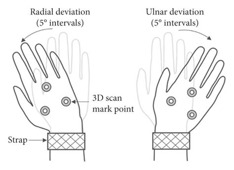 A Ulnar Deviation And Radial Deviation Of The Wrist And B Download Scientific Diagram