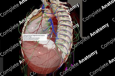 Lateral Basal Segmental Artery Of Left Lung Complete Anatomy