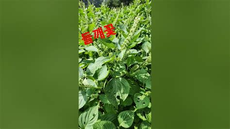 ♡들깨꽃필무렵♡강원도 듵깨횡성속실리 Youtube