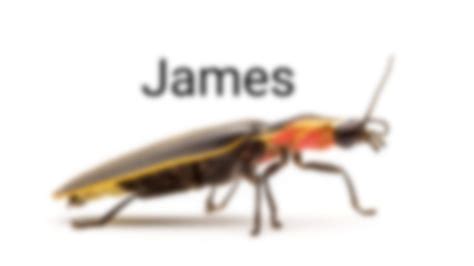 Blurred Bug Dank Memes Amino