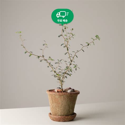 갈색 빈티지화분 속 마오리소포라 공기정화식물 승진선물 플랜테리어 승진화분 화초