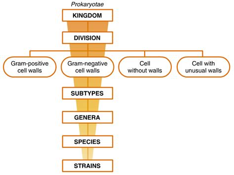 Classification System Of Bacteria ~ Zero Infections
