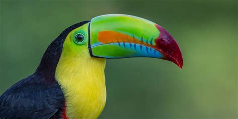 Птица попугай с большим клювом 69 фото