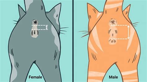 How To Tell The Sex Of A Kitten The Complete Guide Video