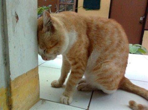 Recognizing Head Pressing Behavior In Your Cats Could Save Their Lives!
