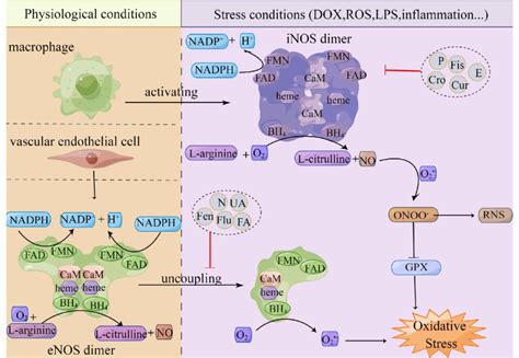 Schematic Representation Of The Role Of Inos And Enos In Dox Induced