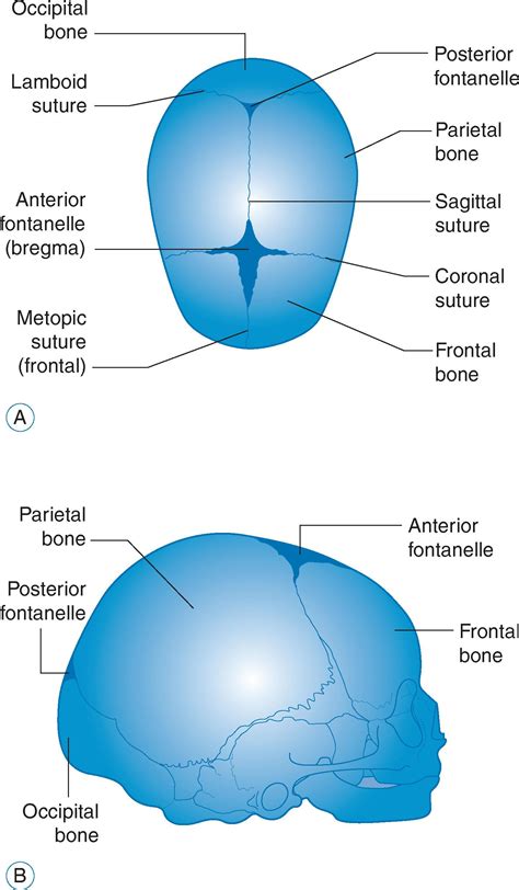 Applied Anatomy Clinical Tree