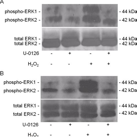 Generation Of Hydrogen Peroxide By Glucose Oxidase Time Course For The Download Scientific