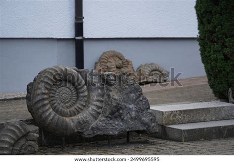 9 504 Ammonite Fossils 图片、库存照片、3d 物体和矢量图 Shutterstock