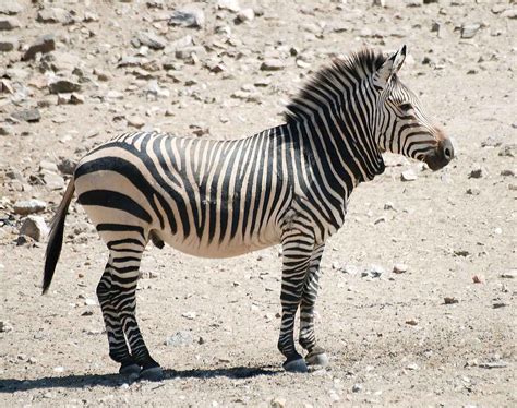 Equus Zebra Définition Et Explications