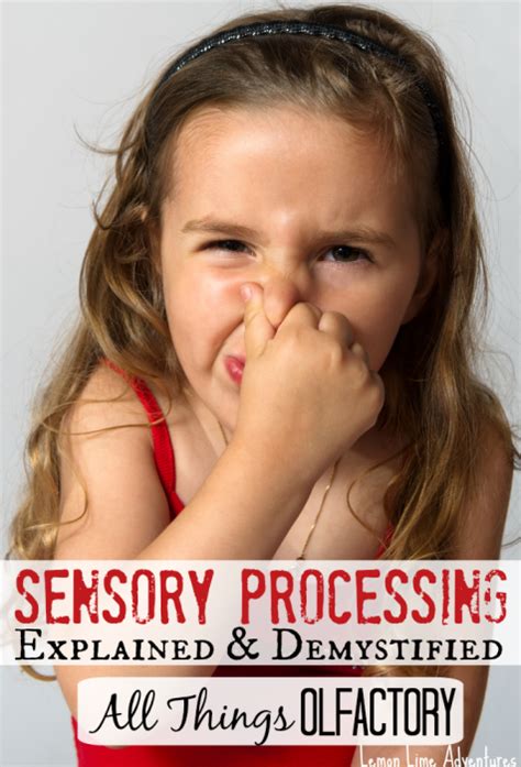 Sensory Processing Explained Olfactory System