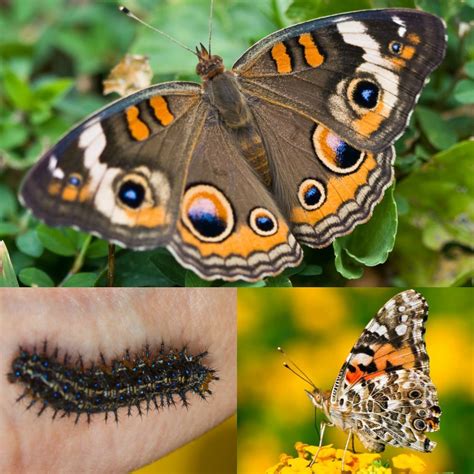 How To Identify 11 Common Butterfly Species Butterfly Species Butterfly Habitat Buckeye