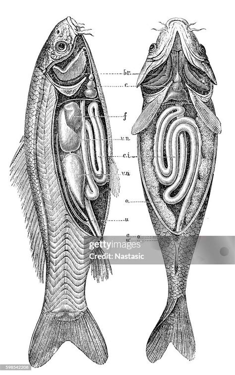 Common Carp Anatomy High Res Vector Graphic Getty Images