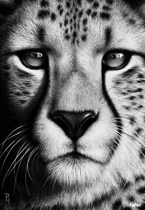 Realistic Wild Animal Coloring Pages At Getdrawings Free
