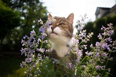 Is Catnip Safe For Kittens Vet Reviewed Facts And Faq Catster