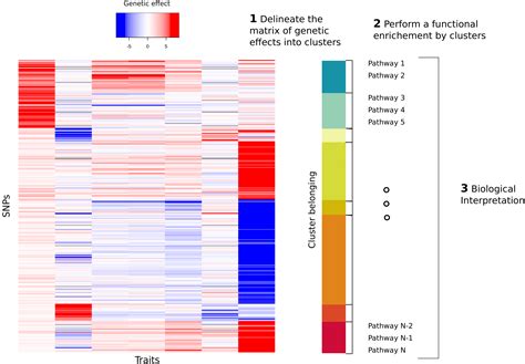 M2 Internship Detection Of Multivariate Genetic Effects And Their Corresponding Pathways In