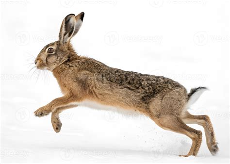 A European Hare Mid Jump With Its Ears Back Powerful Hind Legs