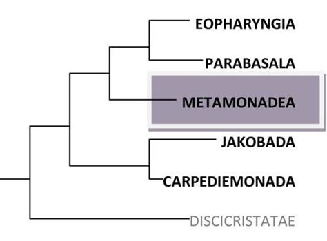 Metamonad Alchetron The Free Social Encyclopedia