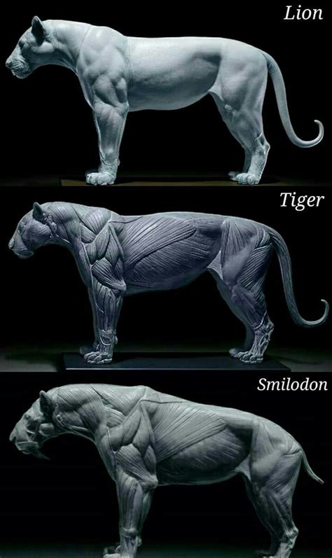 Smilodon Artofit