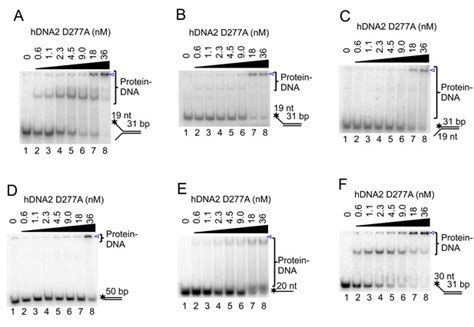 Figures And Data In Human Dna2 Possesses A Cryptic Dna Unwinding