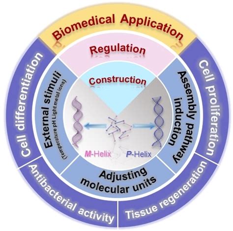 Chiral Supramolecular Assemblies Controllable Construction And Biological Activity He 2023