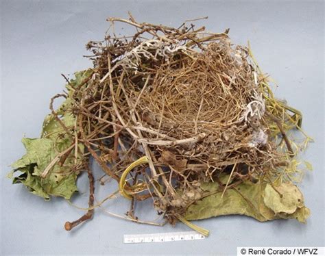 Northern Mockingbird Nestwatch