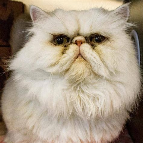 Кот с плоской мордой 74 фото