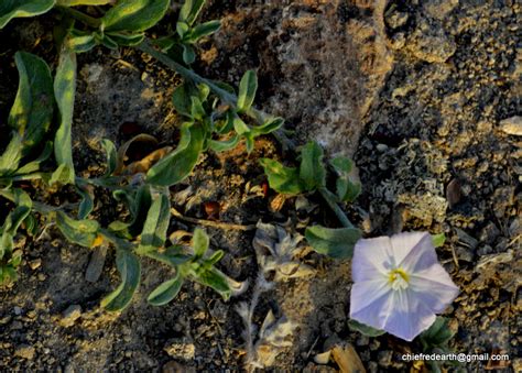 Convolvulus Prostratus Forssk By Chief Redearth On 4 September 2015