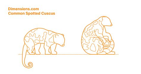 Common Spotted Cuscus Spilocuscus Maculatus Dimensions And Drawings