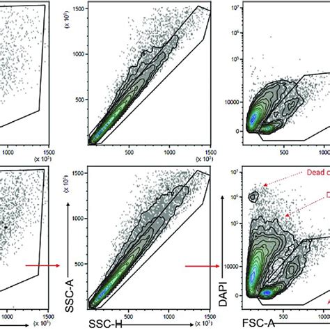 Cell Count Gating Strategy After Removal Of Debris And Doublets Lived Download Scientific