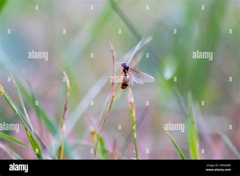 Insects Reproduction