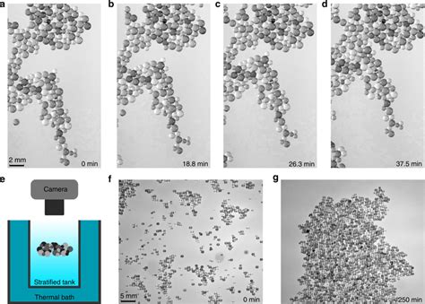 Experimental Snapshots And Schematic Ad Time Series Of Self Assembly