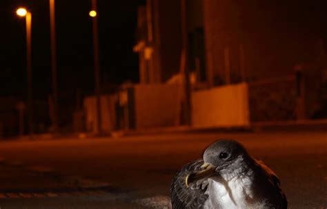 Дэлхий нийтийн 80 хувь нь Гэрлийн бохирдолд өртдөг