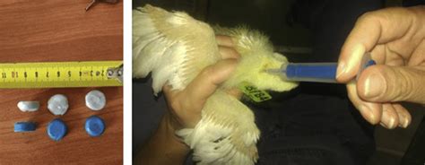 E The Temperature Loggers Intended To Measure Reference Body Download Scientific Diagram